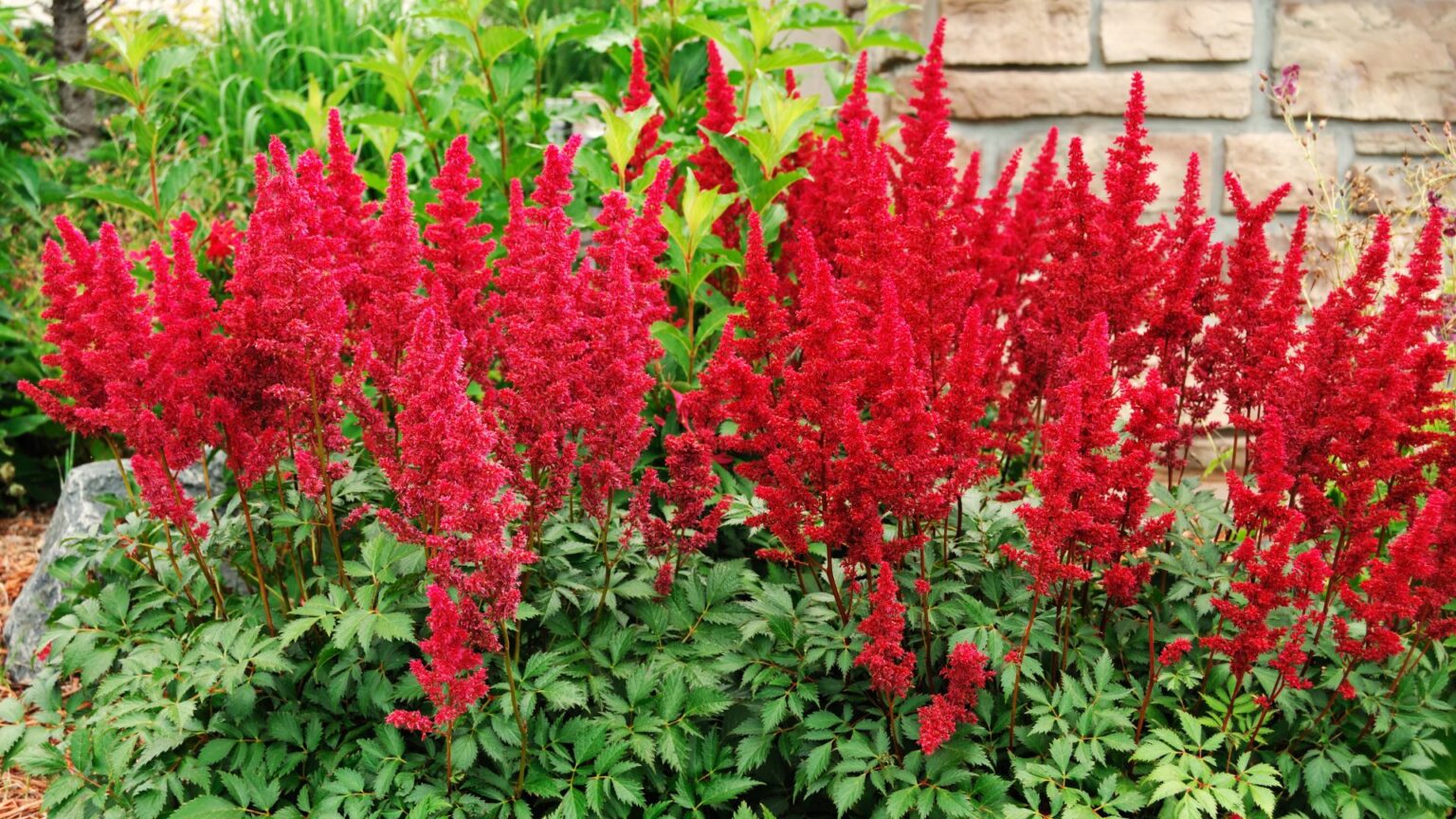 7 Best Perennials to Plant Around Trees