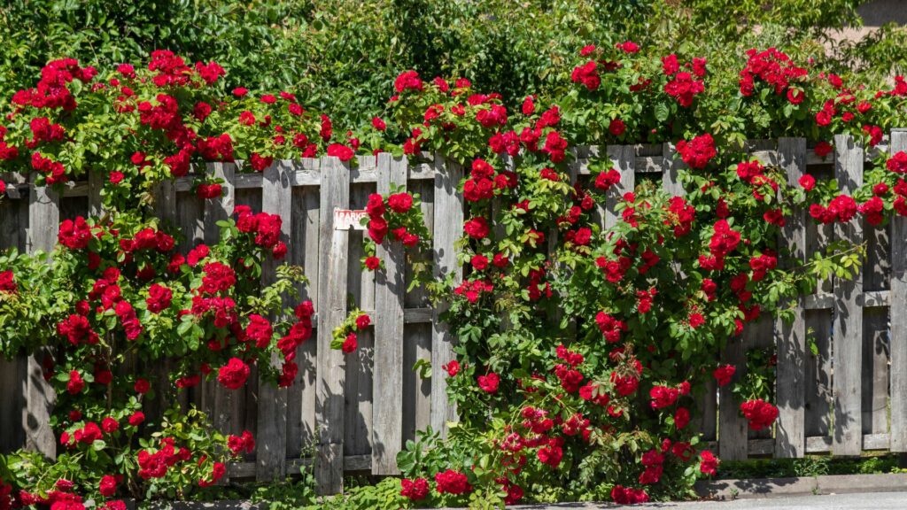 10 Best Plants for Fence Lines for Privacy From Neighbors