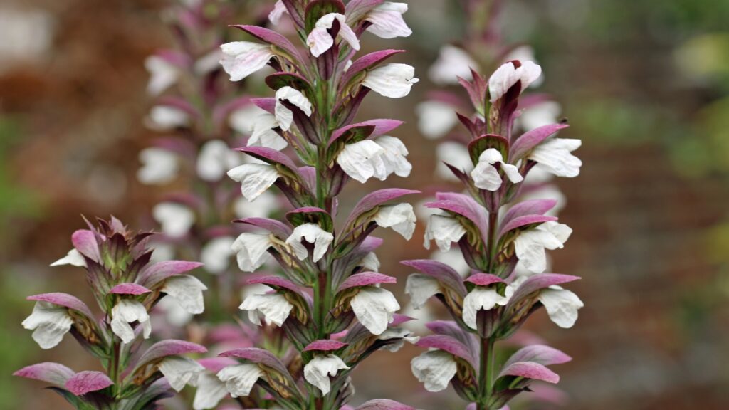 7 Best Tall Perennials for Shade to Add Height & Beauty