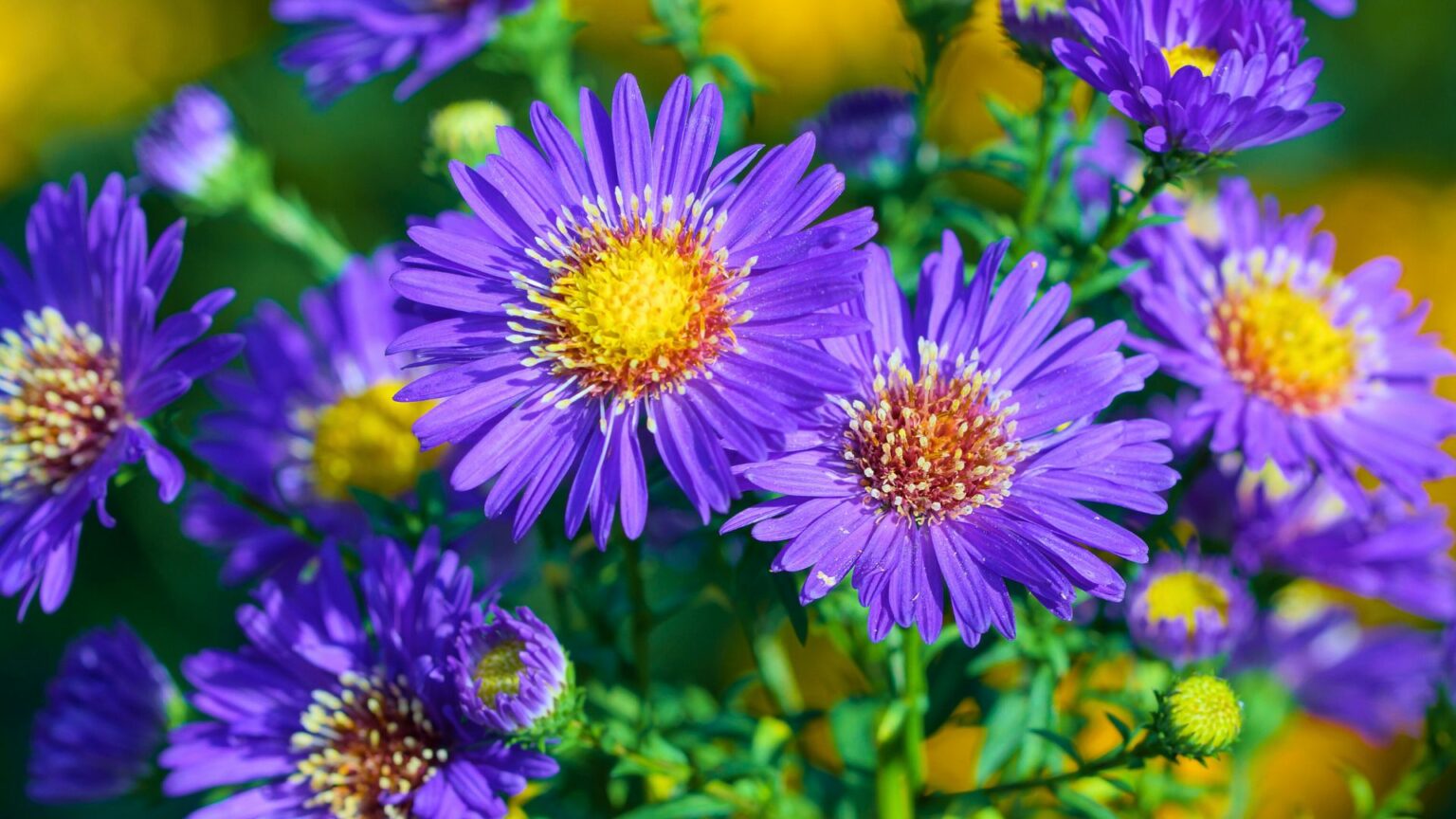 9 Best Perennials for Tennessee That Thrive All Year