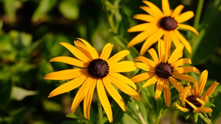 9 Best Perennials for Iowa Gardens to Maintain Year-Round Beauty