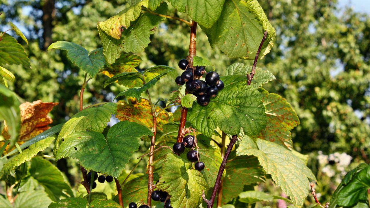10 Best Fruit Trees for Shade for Your Garden