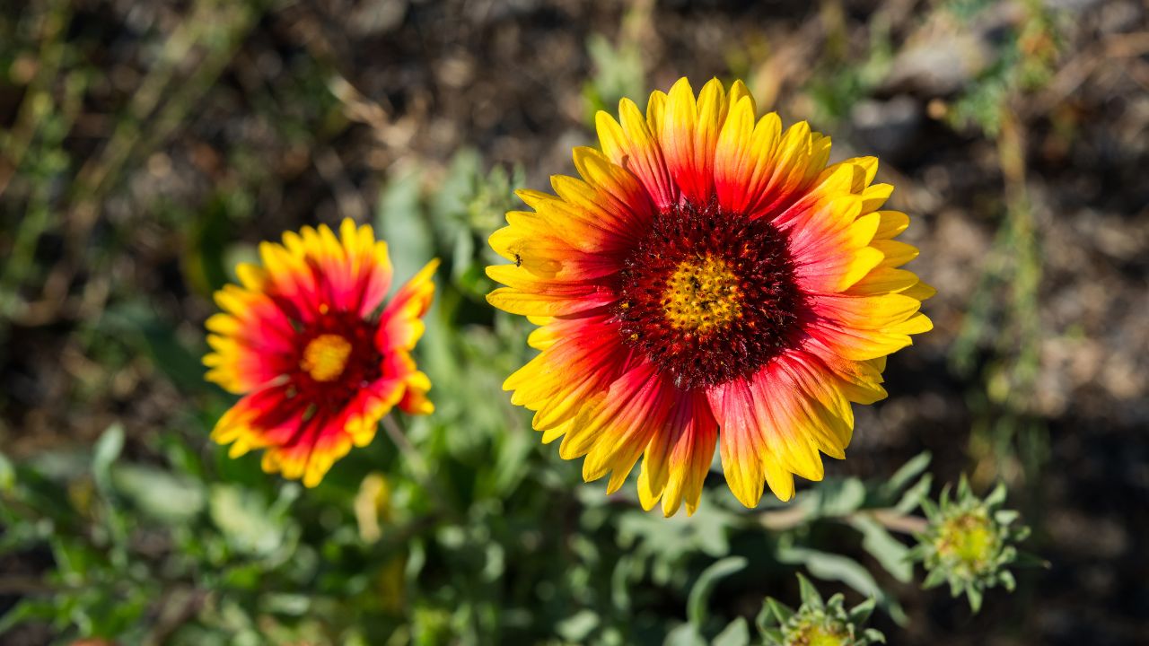 9 Best Perennials for Tennessee That Thrive All Year