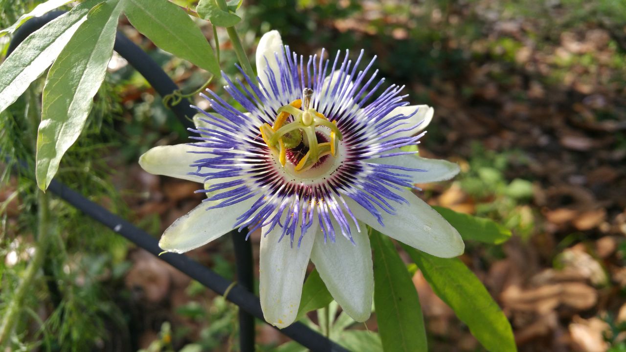 10 Most Exotic Flowers Around The World