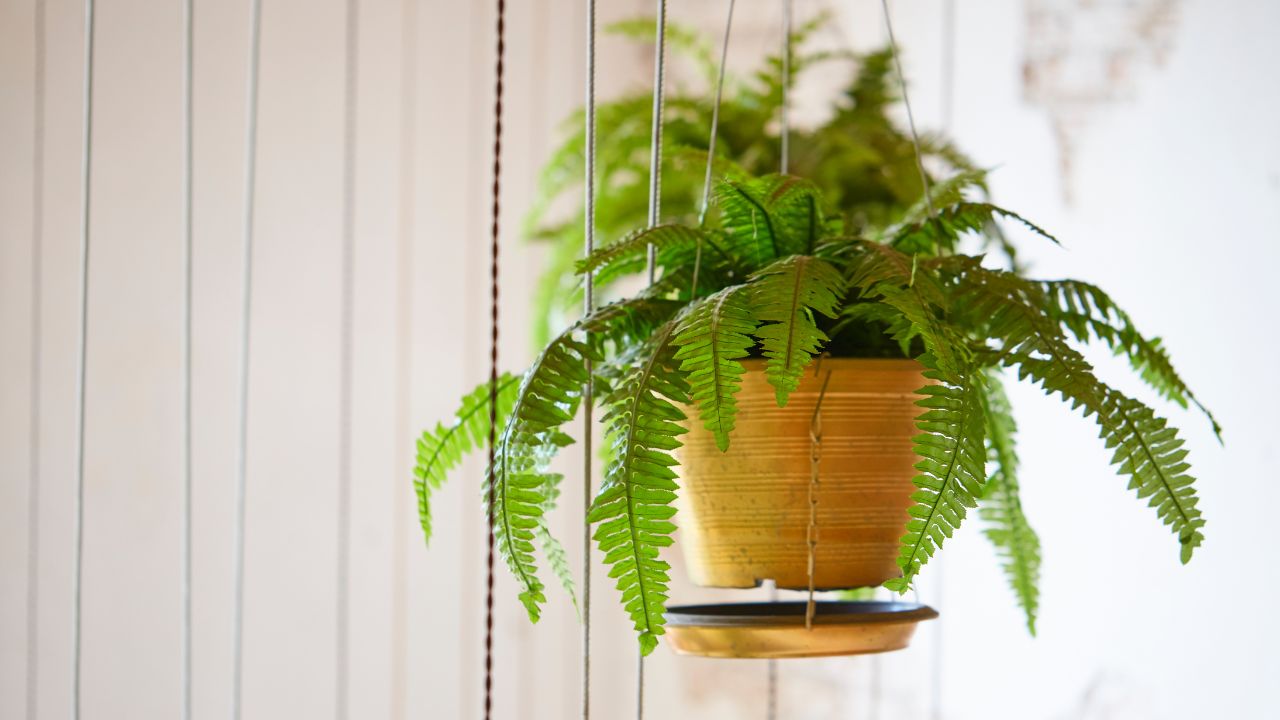 10 Best Ferns for Hanging Baskets on Your Porch