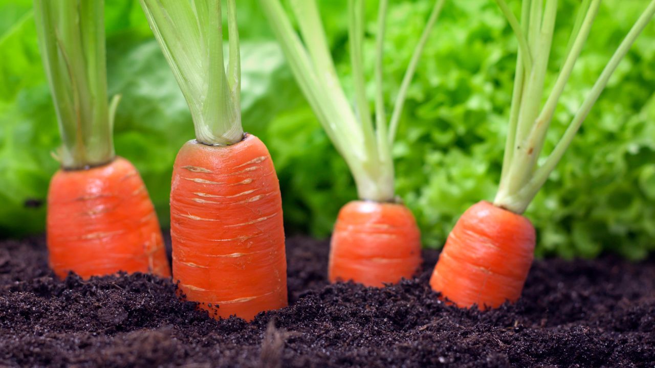 7 Best Root Vegetables that Support Brain Health