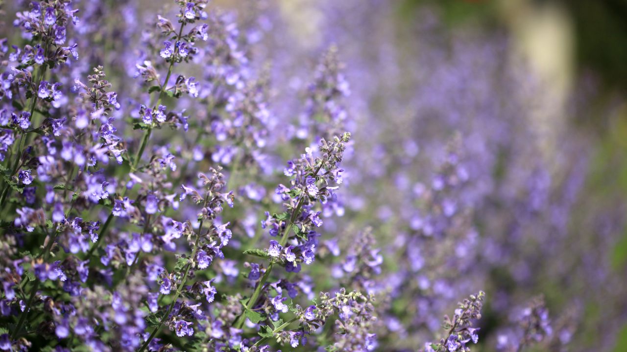 10 Best Perennials for Georgia Gardens
