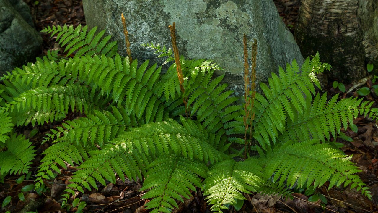 10 Best Ferns for Hanging Baskets on Your Porch
