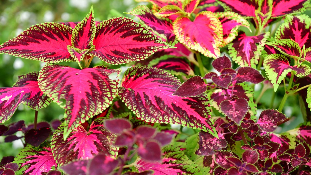 10 Best Plants for Window Boxes