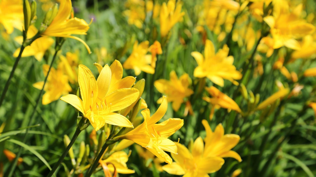 9 Best Perennials for Iowa Gardens to Maintain Year-Round Beauty