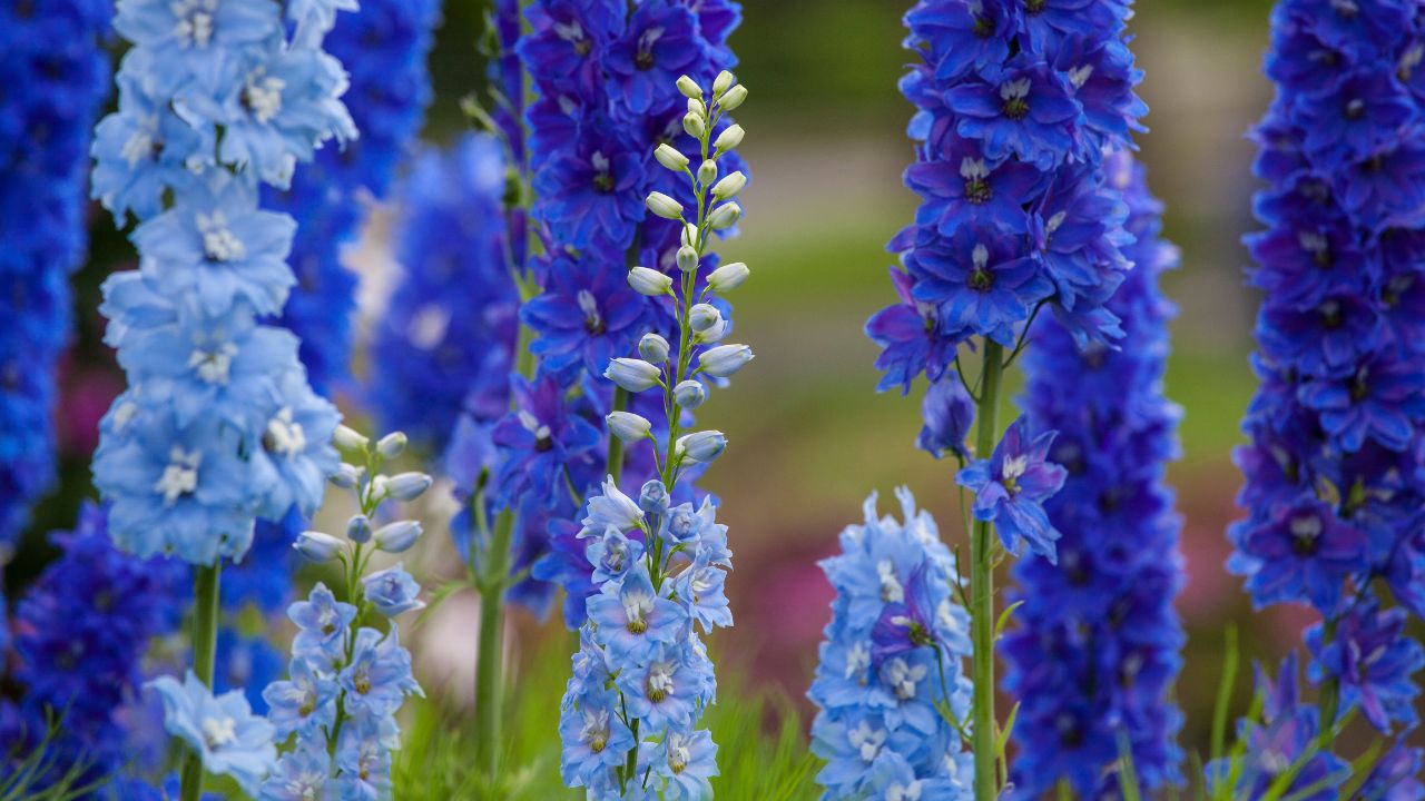 9 Best Perennials for Northern California Gardens