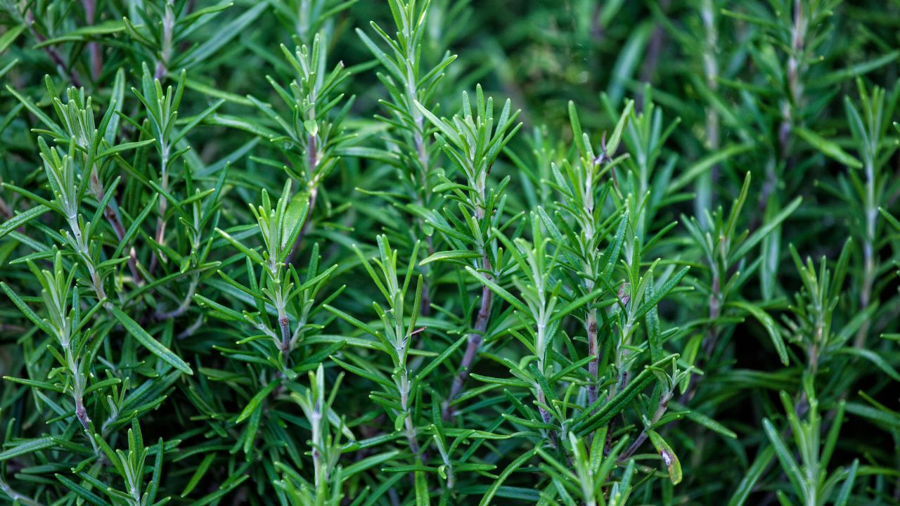 10 Best Plants for Window Boxes