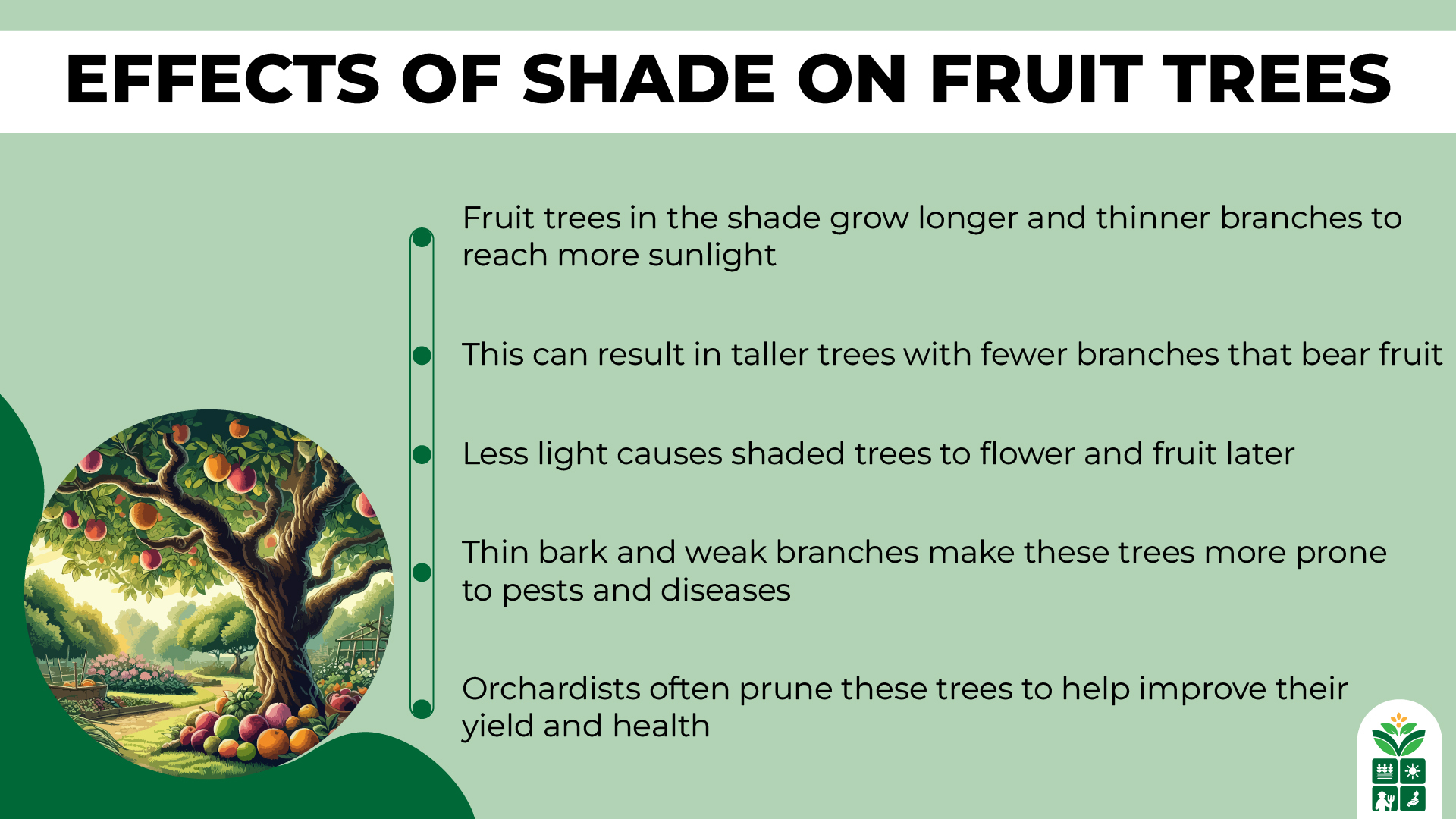 10 Best Fruit Trees for Shade for Your Garden