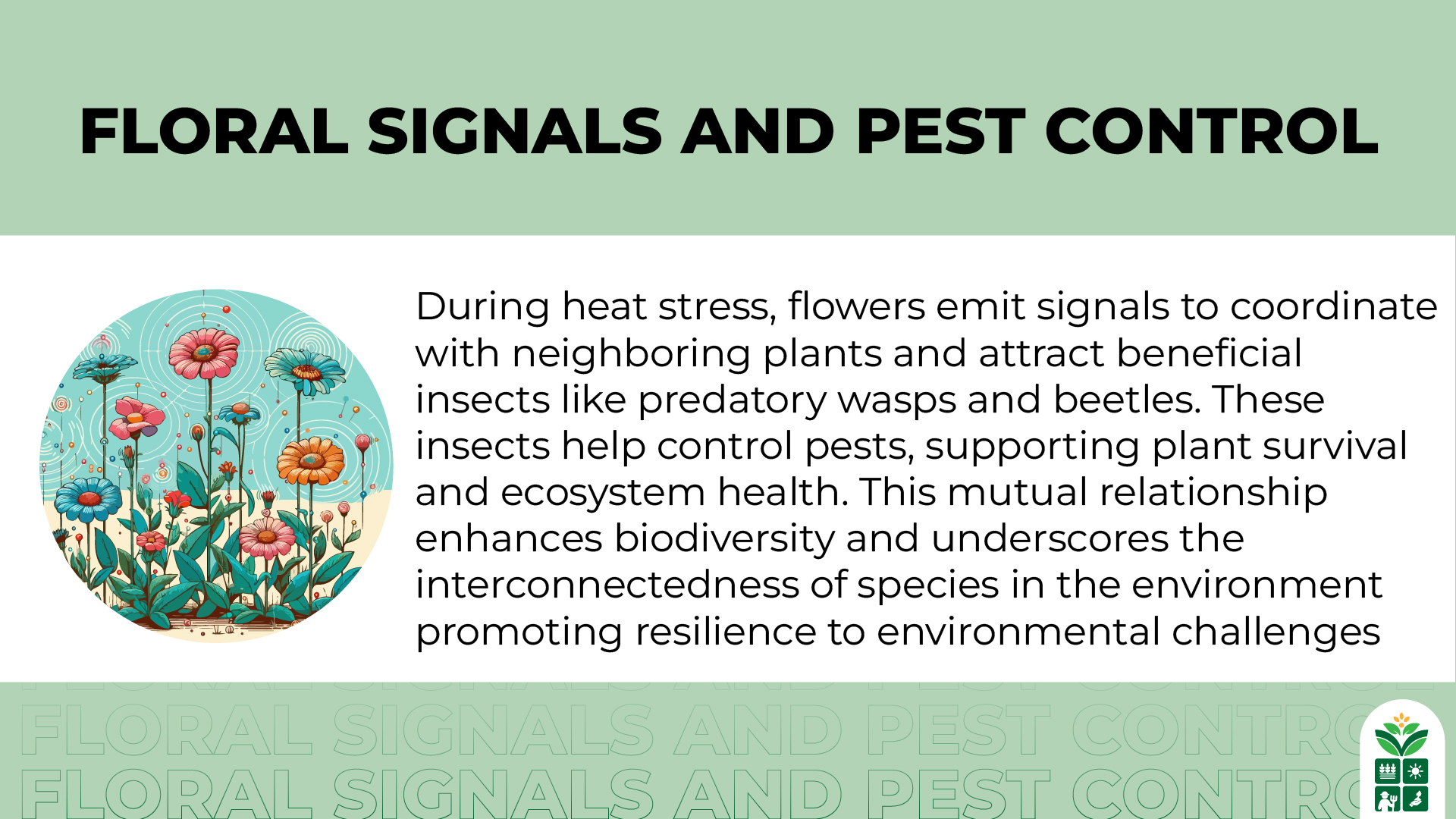 7 Best Perennial Flowers for Texas Heat