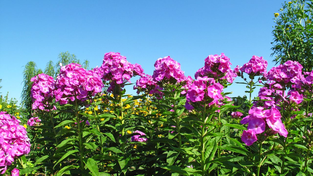 9 Best Perennials for Iowa Gardens to Maintain Year-Round Beauty