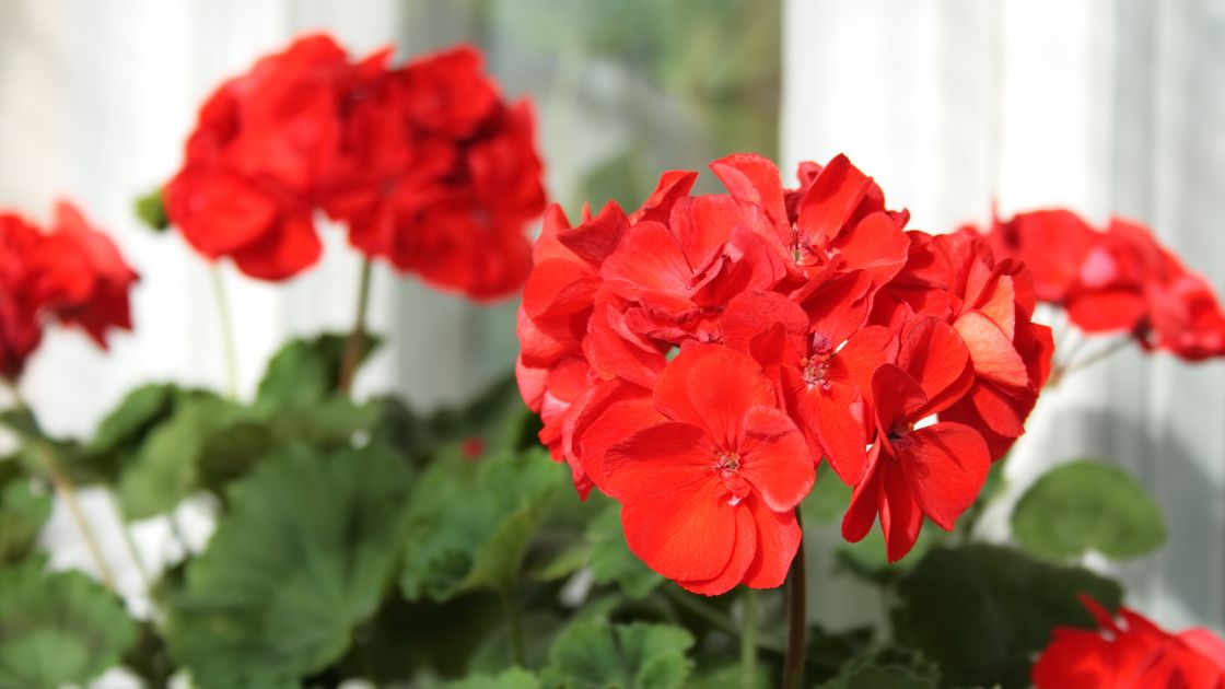8 Best Plants for Porch That Are Hard To Kill
