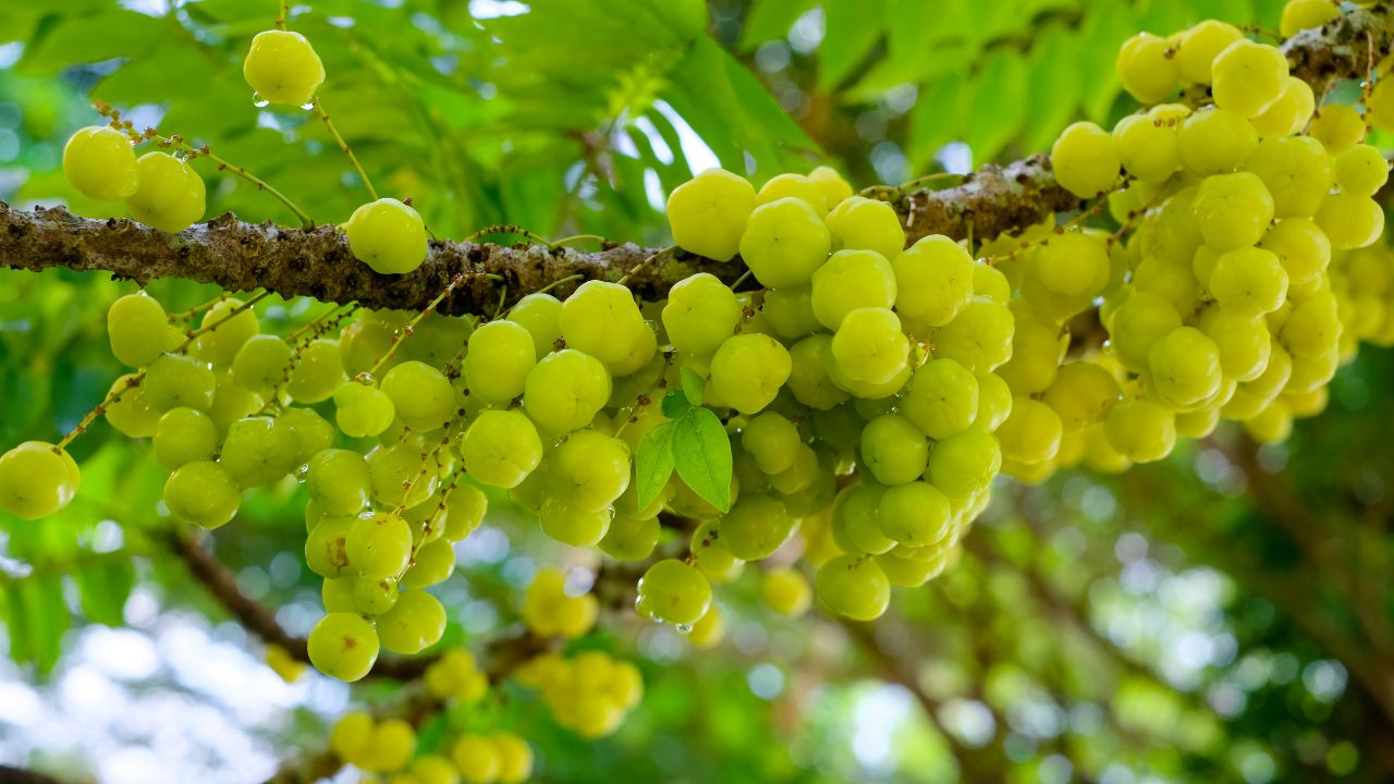 10 Best Fruits for Sleep That Improve Your Sleep Quality