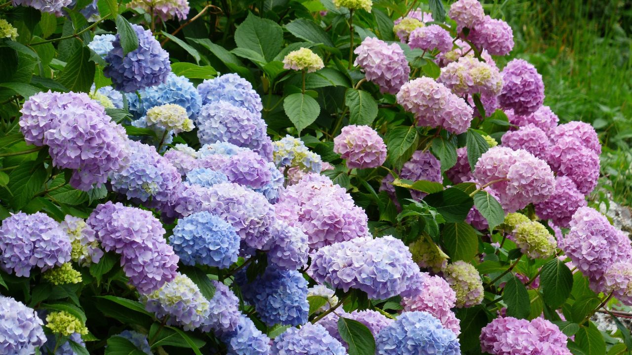 9 Best Plants to Grow In Utah That Are Lush & Easy to Care