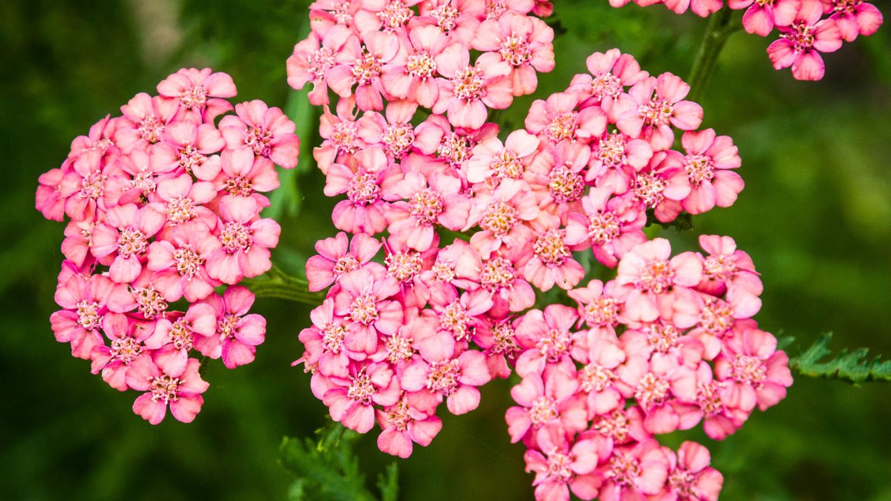 10 Best Perennials for Southern California That Are Low-Maintenance
