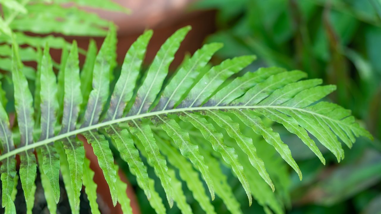 10 Best Ferns for Hanging Baskets on Your Porch
