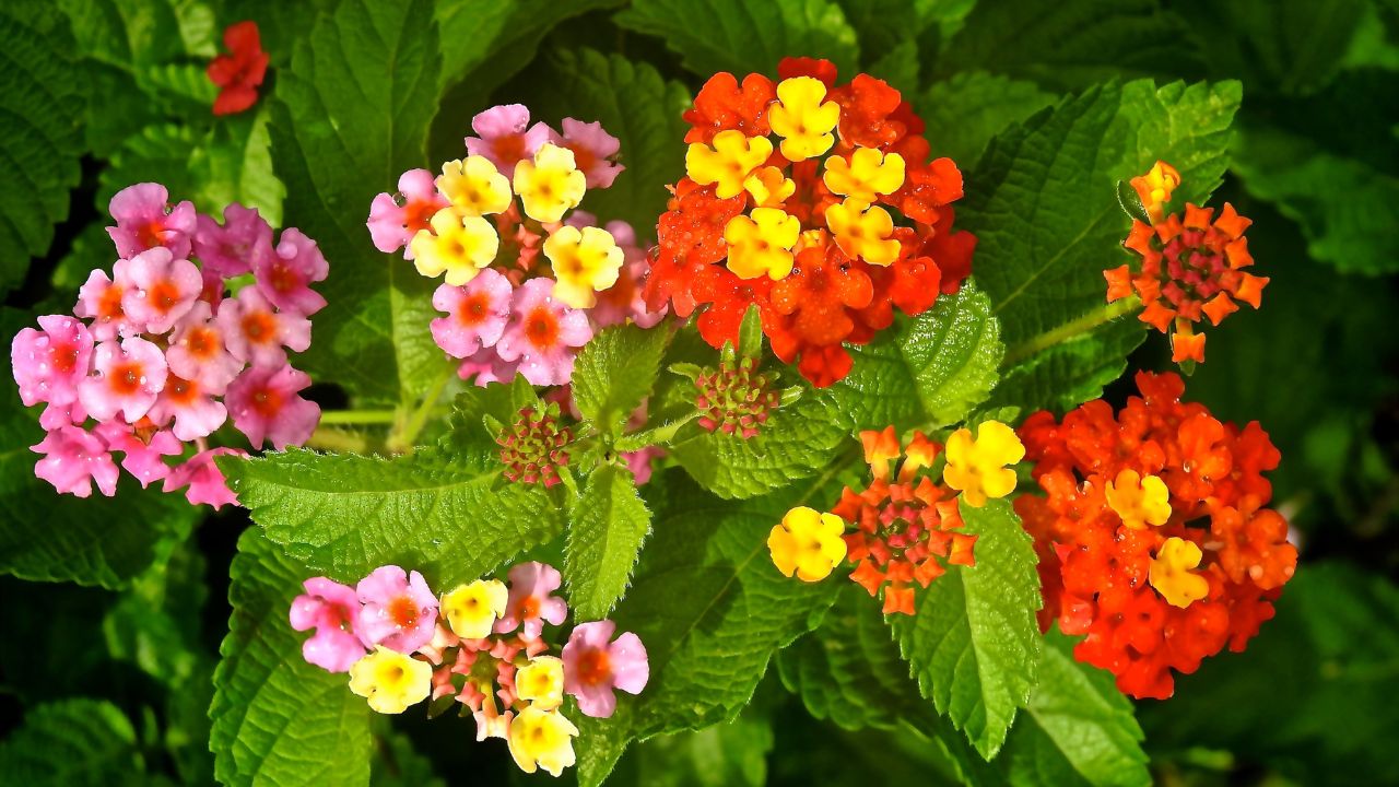 9 Best Annuals for Hanging Baskets