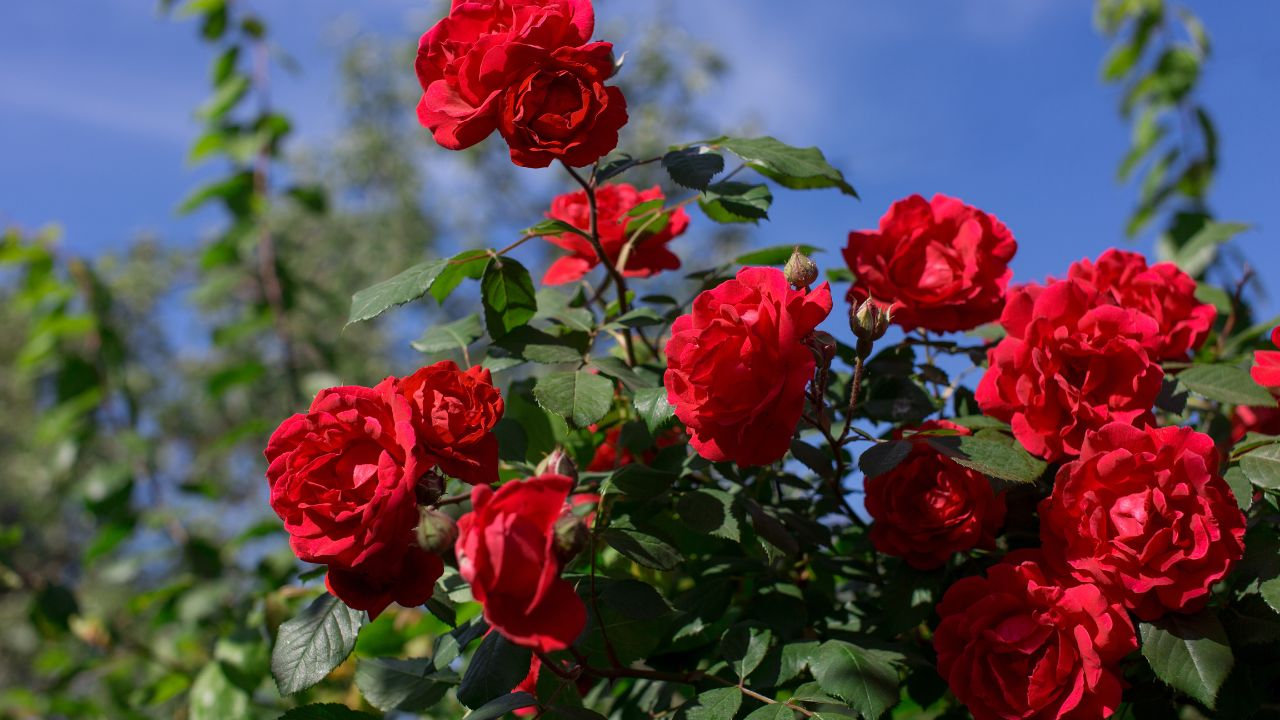 9 Best Perennials for Tennessee That Thrive All Year