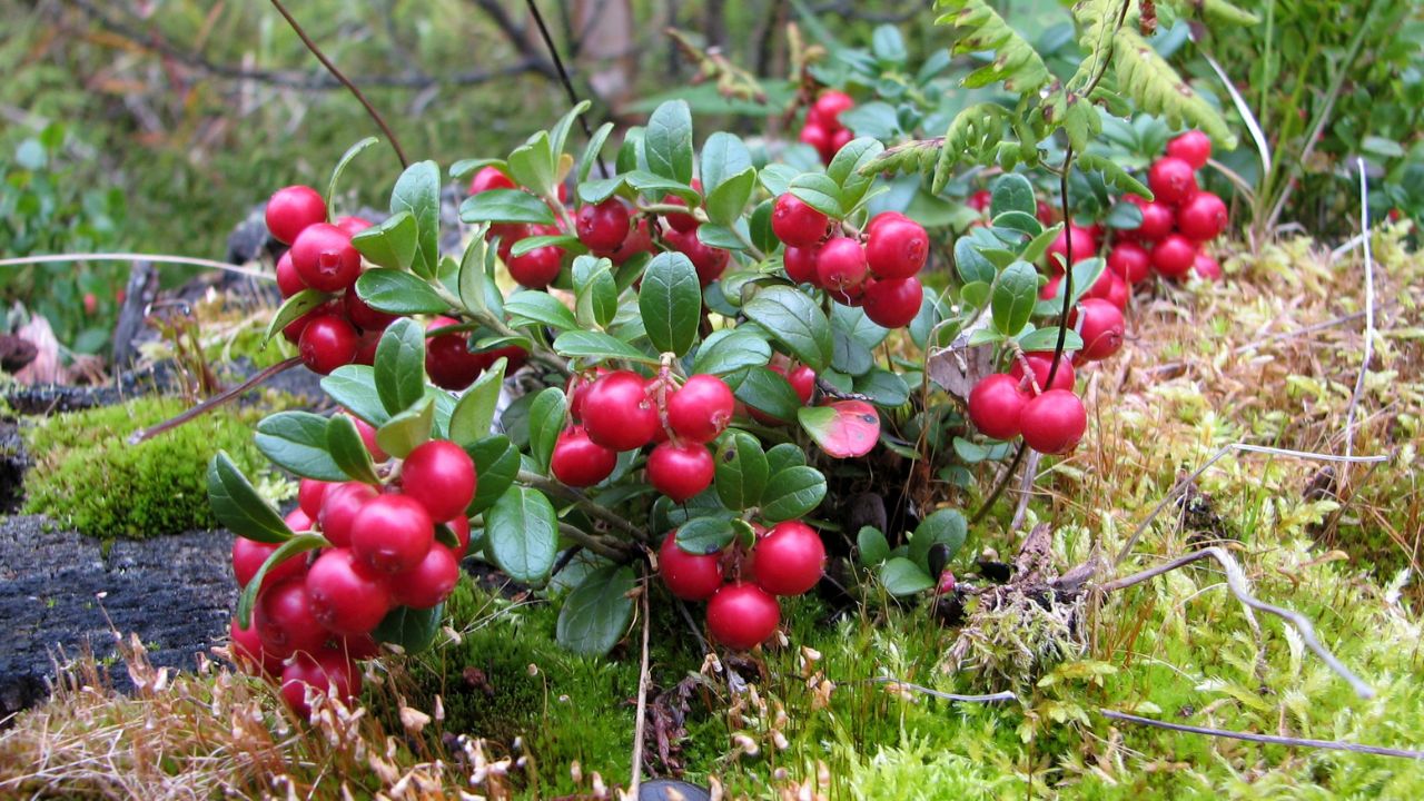 10 Best Fruit Trees for Shade for Your Garden