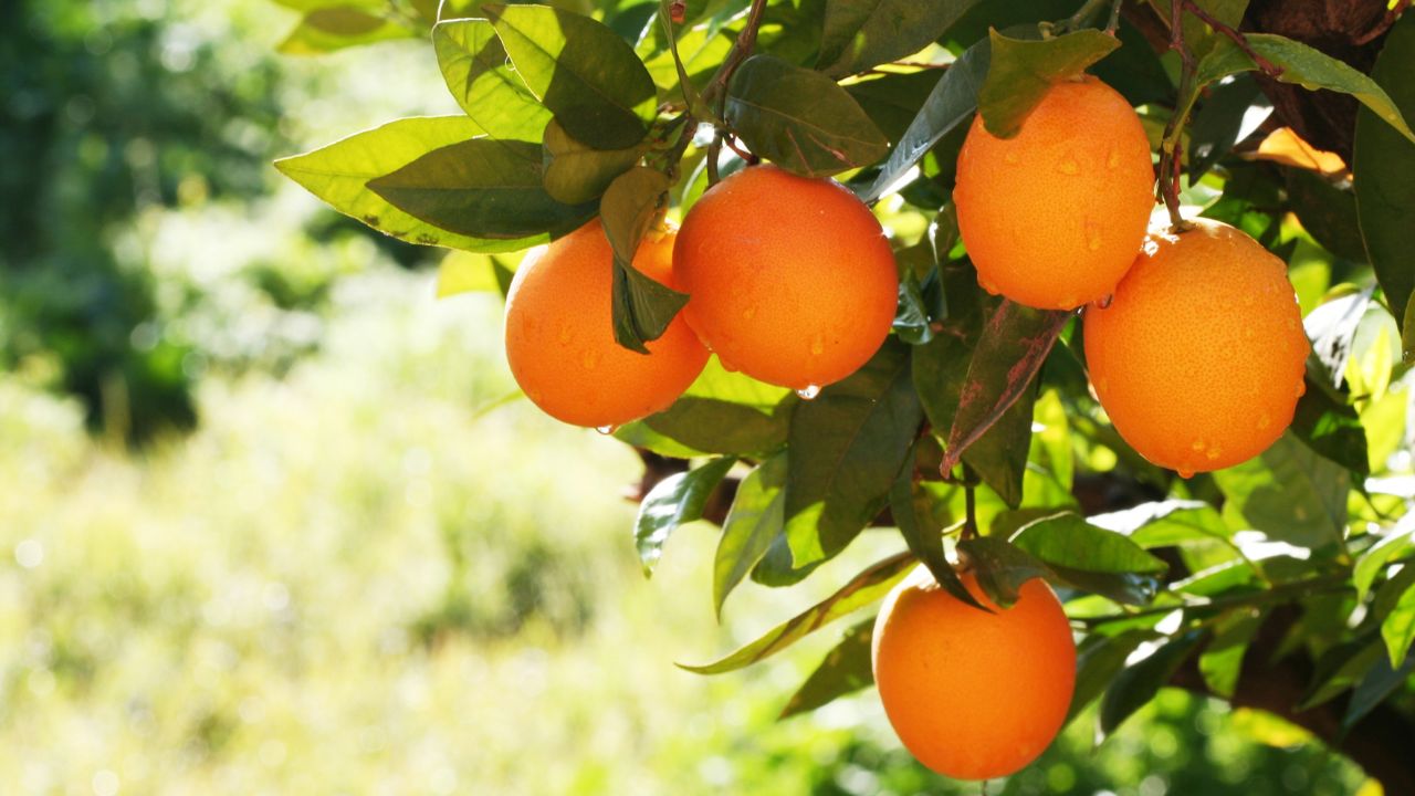 11 Most Hydrating Fruits With the Highest Water Content