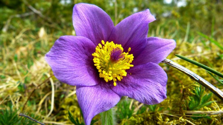 7 Best Perennials for Colorado That Endure Harsh Climate