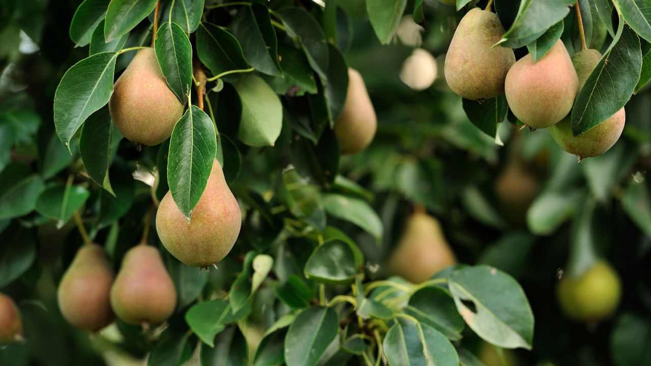10 Best Fruit Trees for Shade for Your Garden
