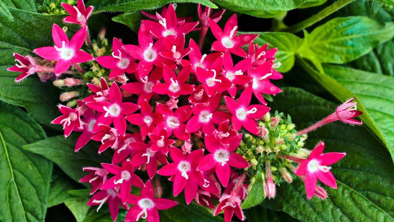 9 Best Flowers to Grow in South Florida Gardens