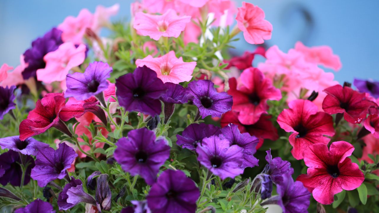 9 Best Annuals for Hanging Baskets