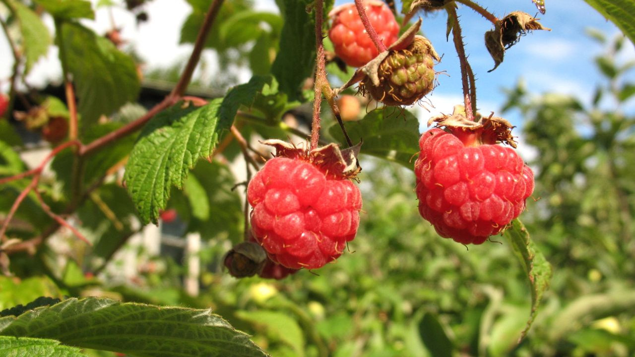 10 Best Fruit Trees for Shade for Your Garden