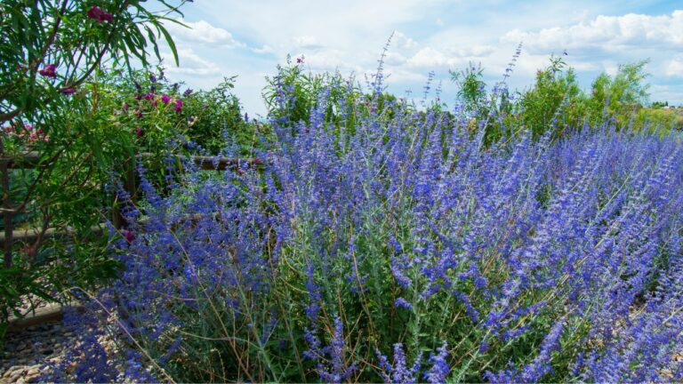 9 Best Perennials for Iowa Gardens to Maintain Year-Round Beauty