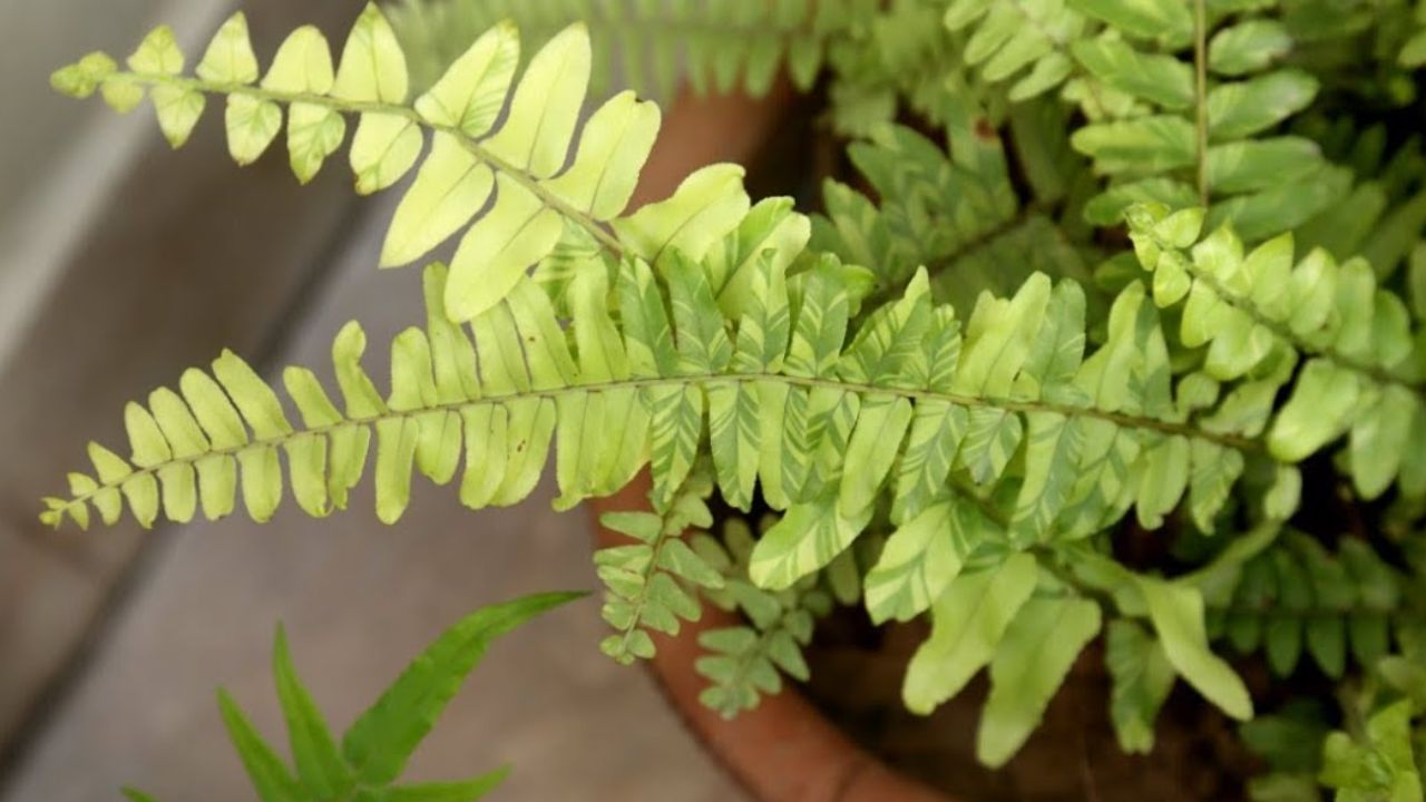 10 Best Ferns for Hanging Baskets on Your Porch