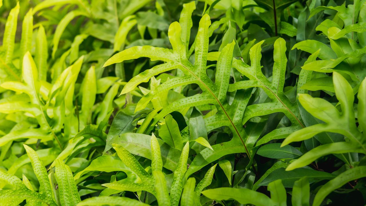 10 Best Ferns for Hanging Baskets on Your Porch