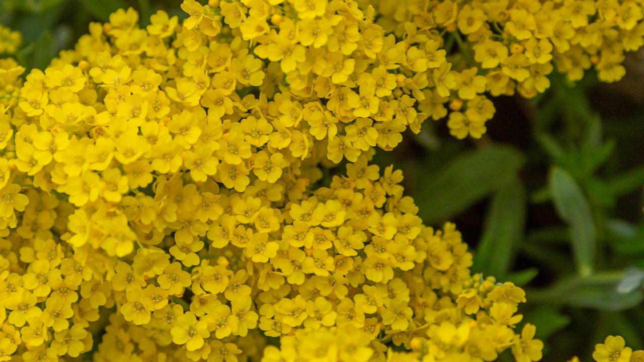 7 Best Perennials for Colorado That Endure Harsh Climate