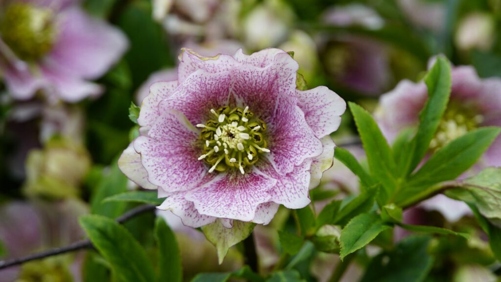 9 Best Flowers to Plant in Georgia