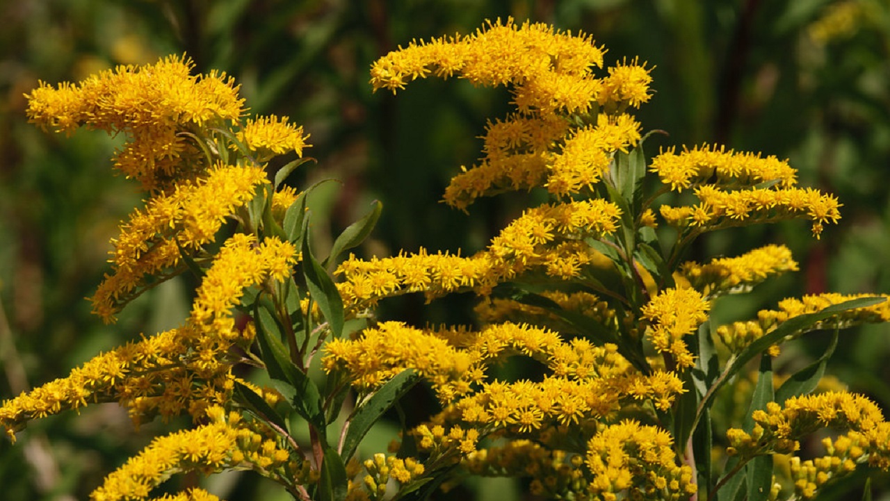 9 Best Perennials for Maryland for Year-Round Color