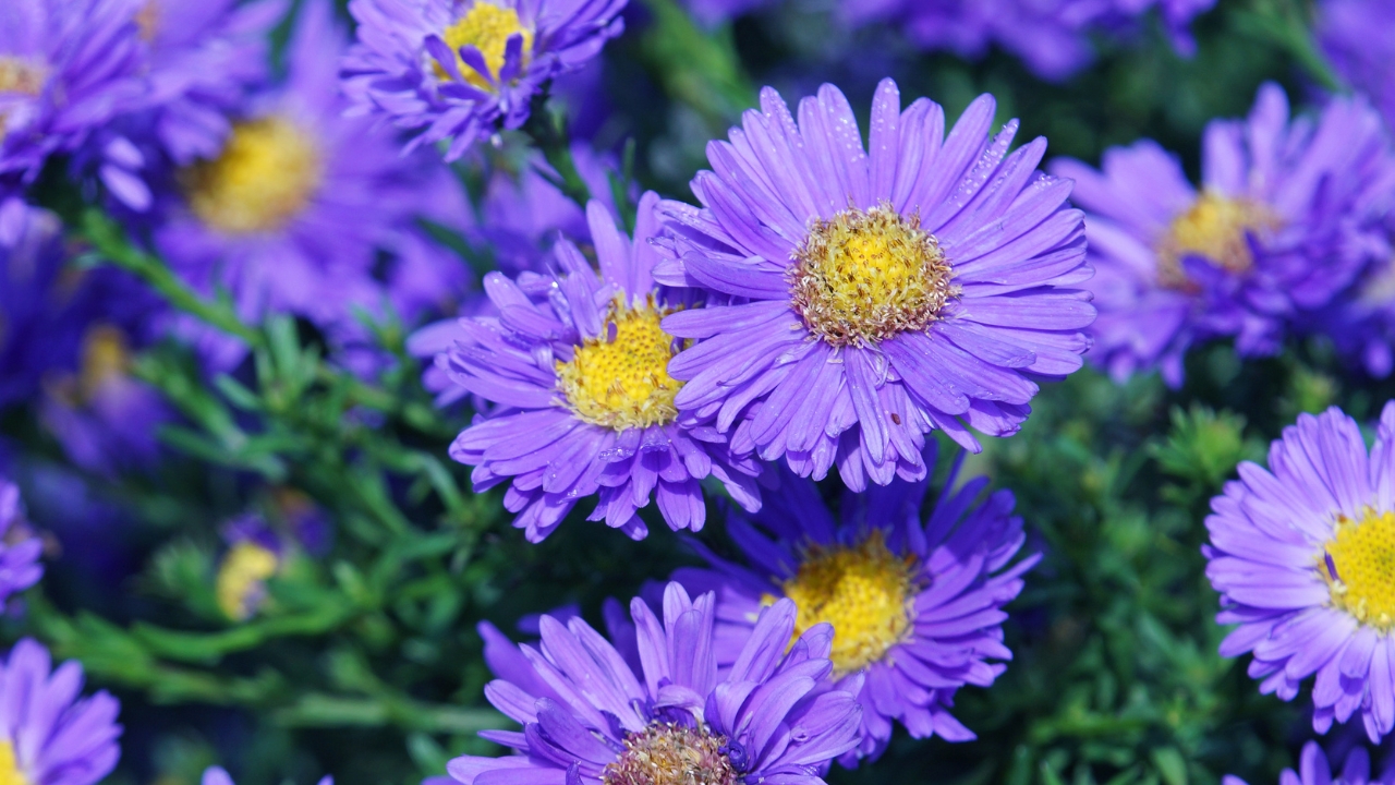 9 Best Perennials for Maryland for Year-Round Color