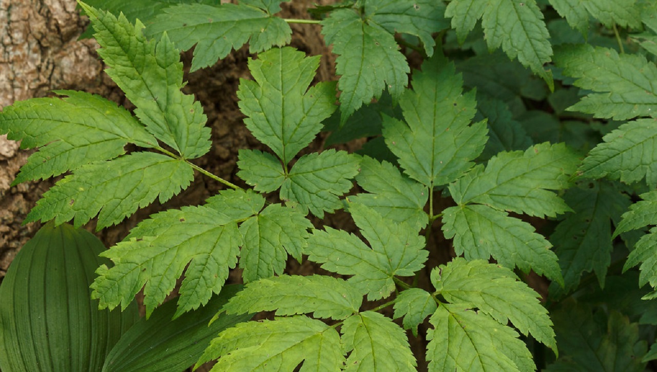 7 Best Tall Perennials for Shade to Add Height & Beauty