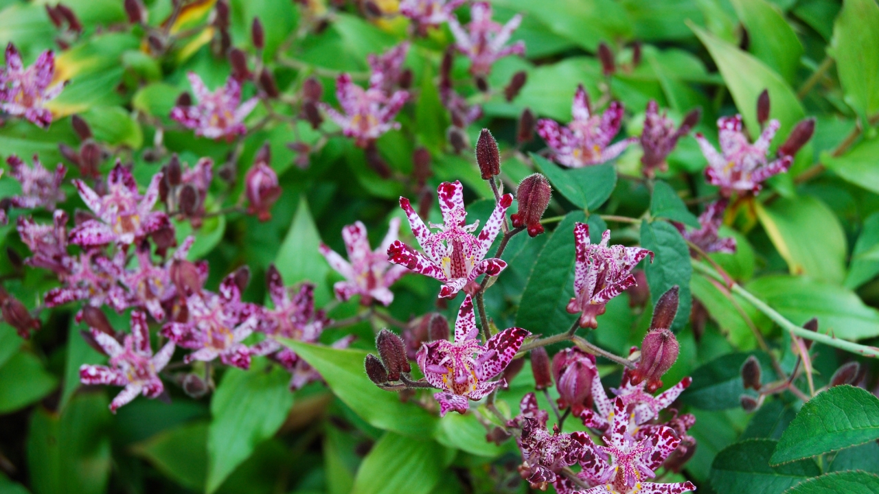 7 Best Tall Perennials for Shade to Add Height & Beauty