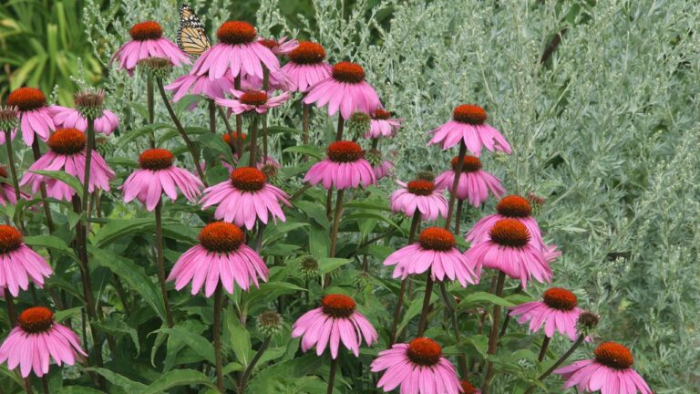 7 Best Perennials for Wisconsin Gardens