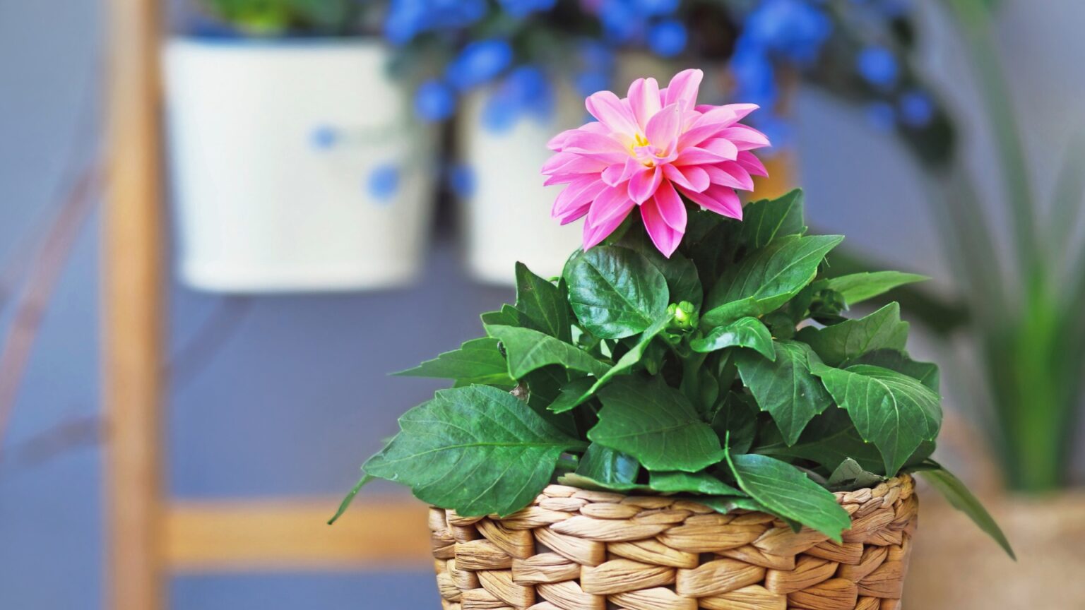 9 Best Flowers for Pots in Full Sun