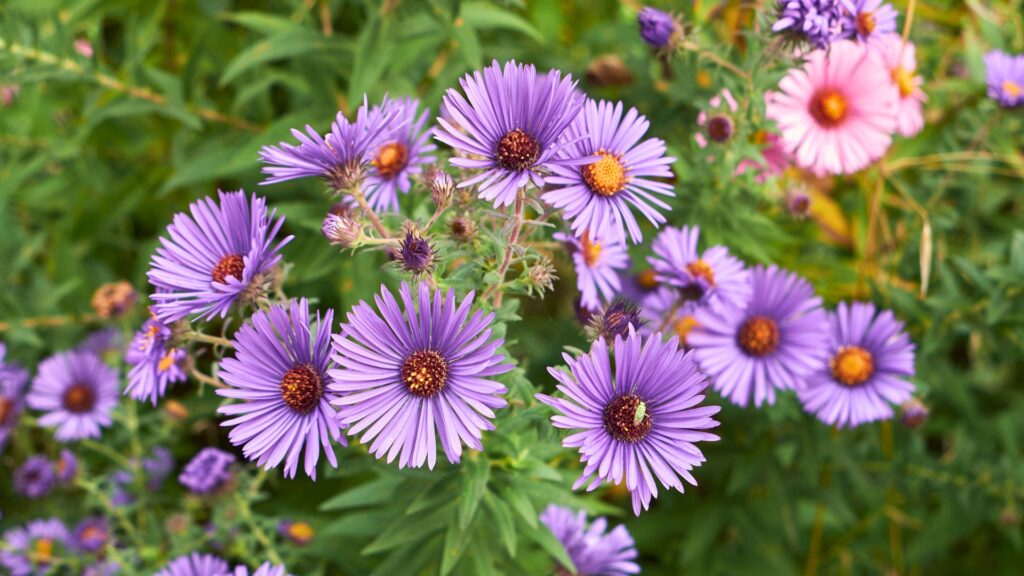 10 Best Perennials for Containers