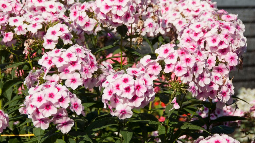 7 Best Perennials for North Texas