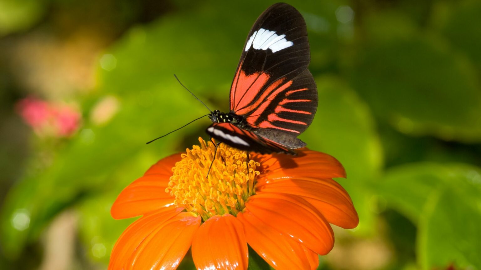 10 Best Perennials for Pollinators