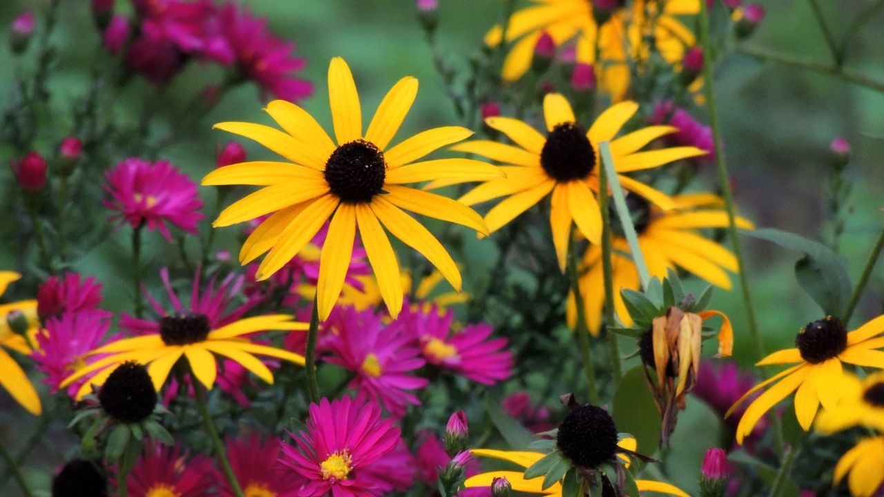10 Best Perennials for Afternoon Sun