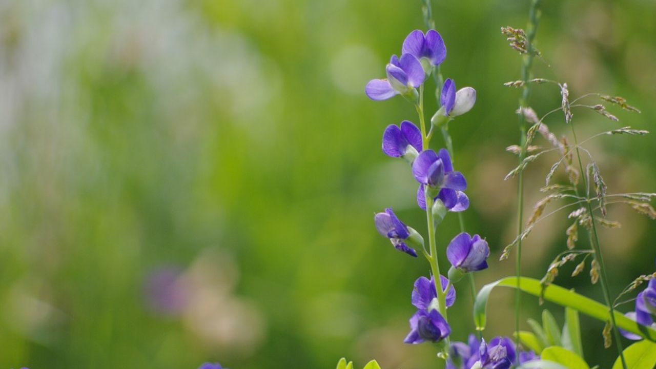 7 Best Perennials for Pennsylvania