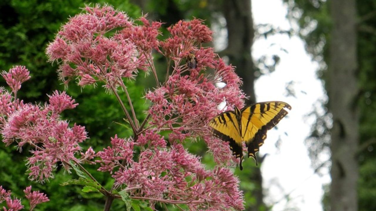 7 Best Perennials for Pennsylvania